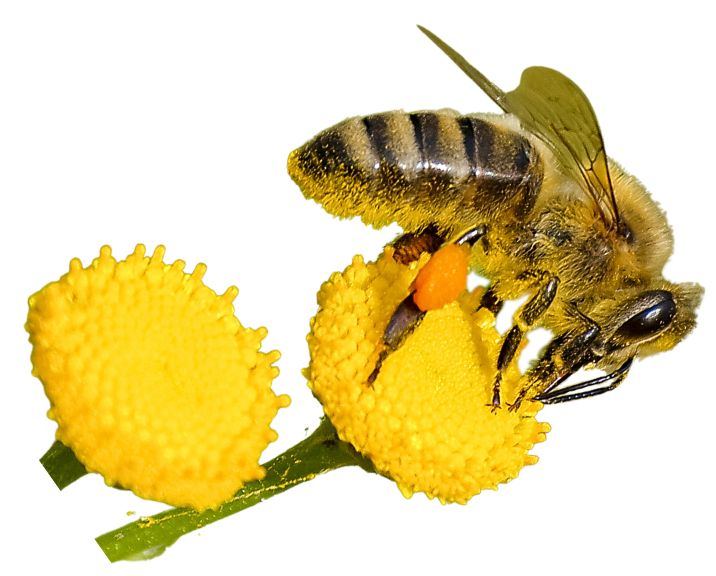 CAP - Cooperativa Apícola Patagonia